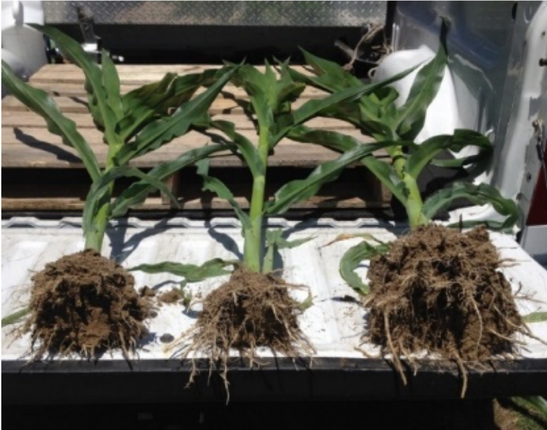 Ortho Vs. Poly - The Facts | Loveland Products At Planting Solutions